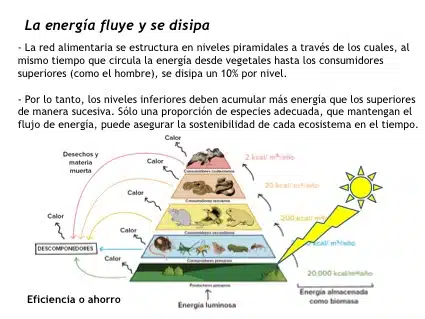 Pirámide De Biomasa Del Desierto